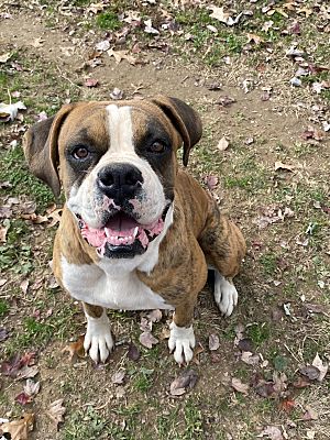 Troy, AL - Boxer. Meet Dozer a Pet for Adoption - AdoptaPet.com