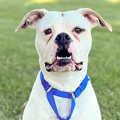 Des Moines, IA - Boxer. Meet Gwendolyn a Pet for Adoption - AdoptaPet.com