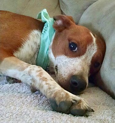 Dover, ME - Boxer/English Springer Spaniel. Meet SCOUT a Pet for ...