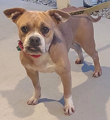 Grafton, OH - Bulldog. Meet GOLDIE a Pet for Adoption - AdoptaPet.com