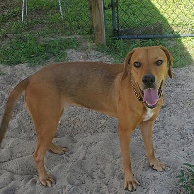 Lakeland, FL - Black Mouth Cur/Catahoula Leopard Dog. Meet ChaCha a Pet ...