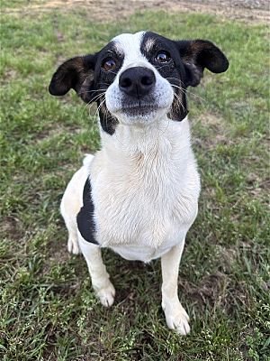 Eastman, GA - Jack Russell Terrier. Meet Scooby a Pet for Adoption ...