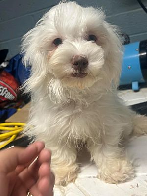 Phoenix, AZ - Shih Tzu/Shih Poo. Meet Bianca a Pet for Adoption ...
