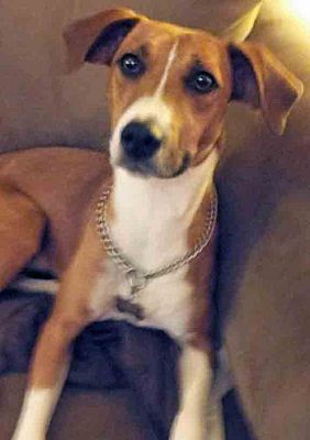 Shorewood, IL - Harrier/Terrier (Unknown Type, Medium). Meet ADOPTED ...
