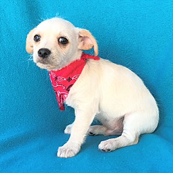 Burbank, CA - Terrier (Unknown Type, Small). Meet Kent Terrier Puppy a ...