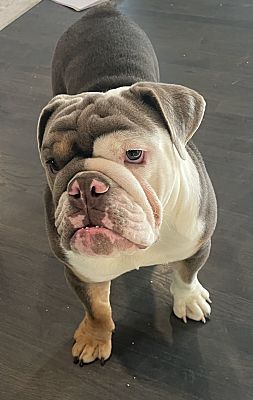 Park Ridge, NJ - English Bulldog. Meet Emmitt a Pet for Adoption ...