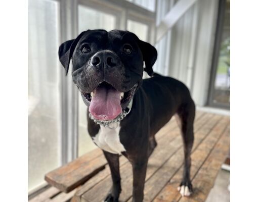 Kingston, ON - Boxer/Mixed Breed (Medium). Meet Neolita a Pet for ...