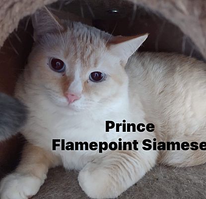 Upper Saddle River, NJ - Siamese. Meet Prince a Pet for Adoption ...