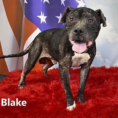 Yuma, AZ - Pit Bull Terrier. Meet Blake a Pet for Adoption - AdoptaPet.com