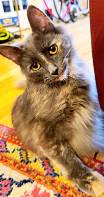 Chicago, IL - Domestic Mediumhair. Meet Kerry a Pet for Adoption ...