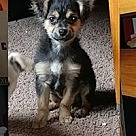 Pomeranian Puppies - Pomeranian Rescue and Adoption Near You