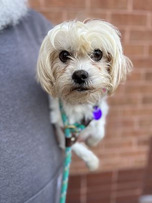 Atlanta, GA - Maltese/Shih Tzu. Meet Tessie a Pet for Adoption ...