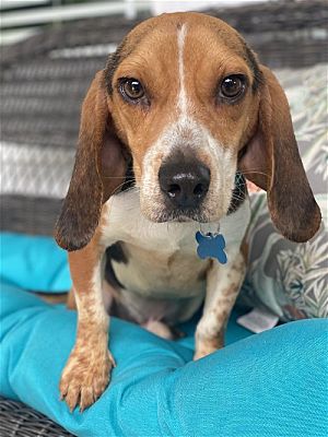 Charlotte, NC - Beagle. Meet Churro a Pet for Adoption - AdoptaPet.com