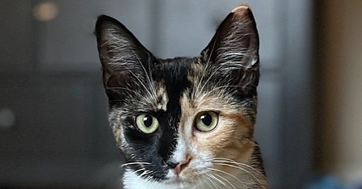 Richardson, TX - Calico. Meet Lyla a Pet for Adoption - AdoptaPet.com