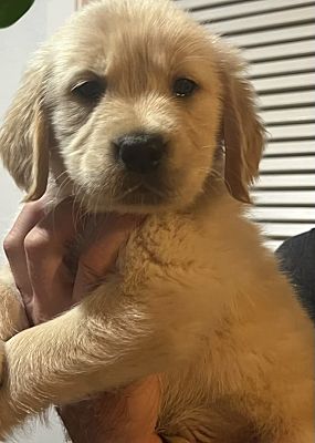 Kissimmee, FL - Golden Retriever/Golden Retriever. Meet Sonic a Pet for ...