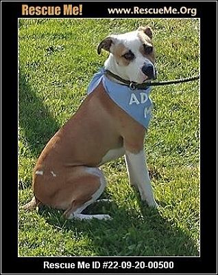 Benton, PA - American Staffordshire Terrier. Meet Ivory a Pet for ...
