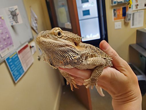 Vista, CA - Lizard. Meet Asher a Pet for Adoption - AdoptaPet.com