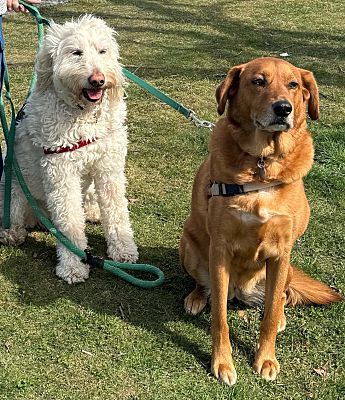 Harrison, NY - Goldendoodle/Labrador Retriever. Meet Brady & Holly ...