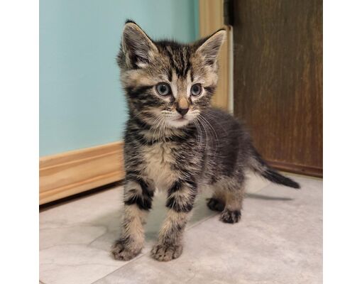 Springfield, IL - Domestic Shorthair. Meet Master Splinter a Pet for ...