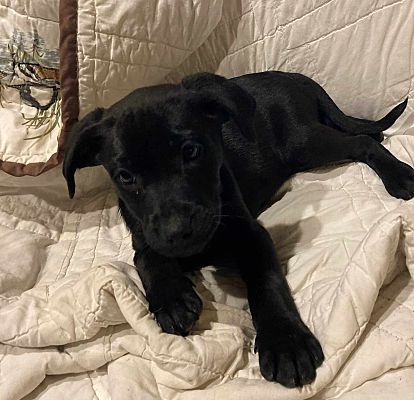 Warwick, RI - Labrador Retriever. Meet Liberty Newberry a Pet for ...