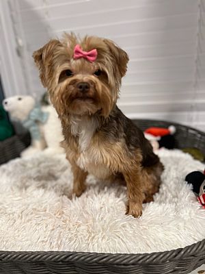 Milton, GA - Yorkie, Yorkshire Terrier. Meet Molly Rae a Pet for ...