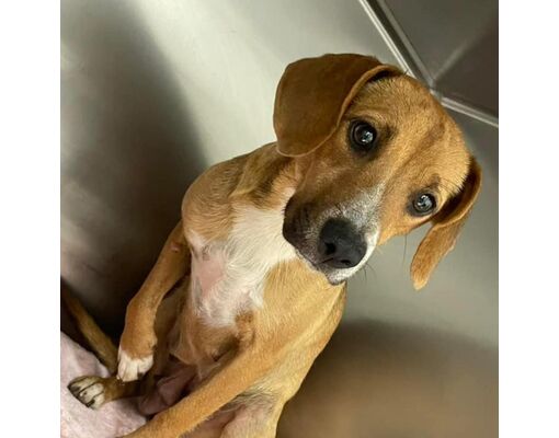 Quakertown, PA - Beagle. Meet Ruby a Pet for Adoption - AdoptaPet.com