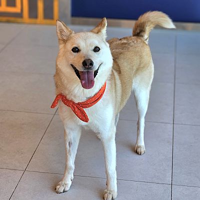 Toronto, ON - Husky/Jindo. Meet Heeah a Pet for Adoption - AdoptaPet.com