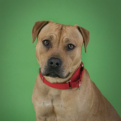 Vallejo, CA - Rhodesian Ridgeback/American Staffordshire Terrier. Meet ...