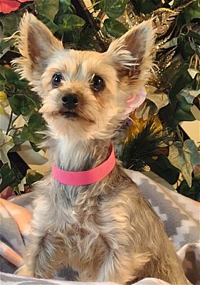 Pueblo, CO - Yorkie, Yorkshire Terrier. Meet Heidi a Pet for Adoption ...