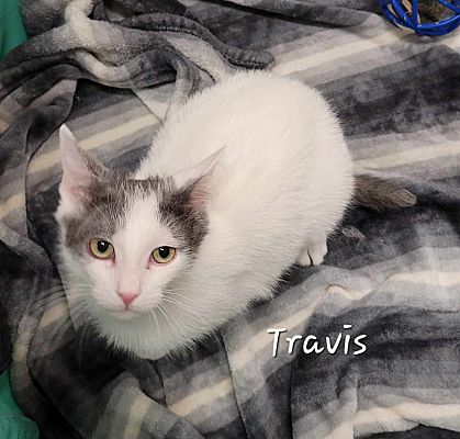 Woodstock, ON - Domestic Shorthair. Meet Travis a Pet for Adoption ...