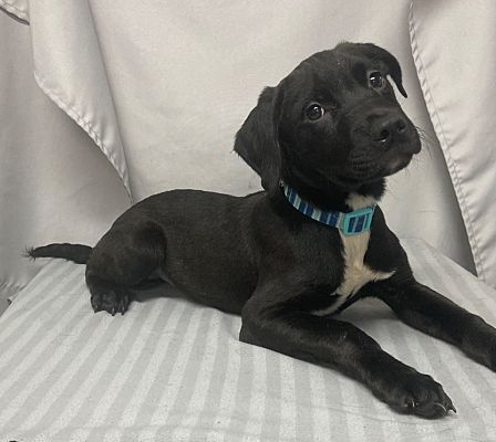 Greensboro, NC - Labrador Retriever/Mixed Breed (Medium). Meet Neptune ...