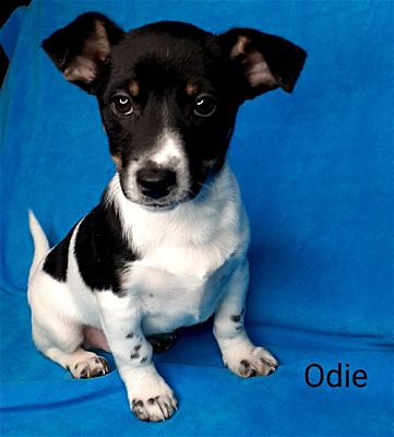 Elkton, MD - Rat Terrier/Dachshund. Meet Odie a Pet for Adoption ...