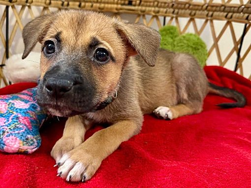 Bellingham, WA - German Shepherd Dog. Meet Carmel Cookie a Pet for ...