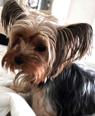 Dallas, TX - Yorkie, Yorkshire Terrier. Meet Rue a Pet for Adoption ...