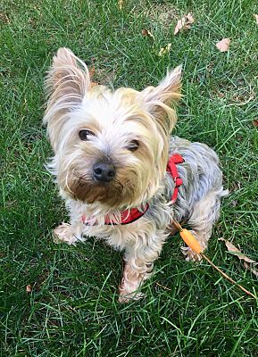 Dallas, TX - Yorkie, Yorkshire Terrier. Meet Toby a Pet for Adoption ...