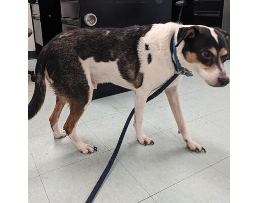 Philadelphia, PA - Beagle/Collie. Meet Hank a Pet for Adoption ...