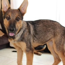 Pittsburgh, PA - German Shepherd Dog/Mixed Breed (Medium). Meet Calista ...