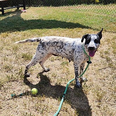 Springdale, AR - Australian Cattle Dog/German Shorthaired Pointer. Meet ...