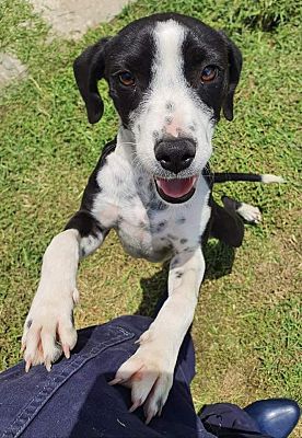 Mississauga, ON - English Pointer/Mixed Breed (Medium). Meet Zoe a Pet ...