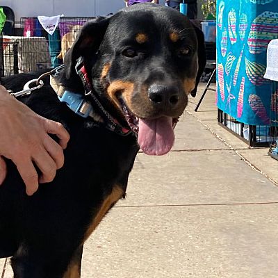 HOUSTON, TX - Rottweiler. Meet June a Pet for Adoption - AdoptaPet.com