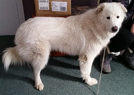 Woodstock, ON - Great Pyrenees/Samoyed. Meet Ronan a Pet for Adoption ...