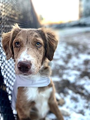 Minneapolis, MN - Australian Shepherd. Meet Bailey a Pet for Adoption ...
