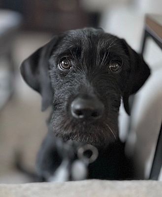Lavernia, TX - Wirehaired Pointing Griffon/Labrador Retriever. Meet ...