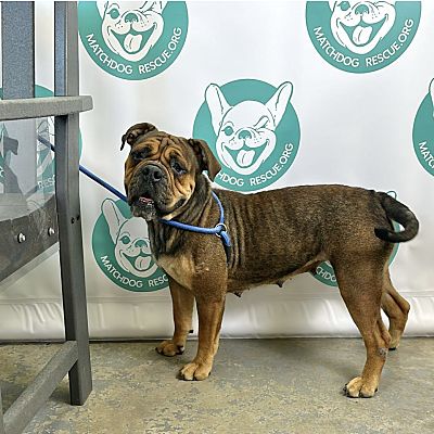 Atco, NJ - Bulldog. Meet BRIAR 41 POUNDS a Pet for Adoption - AdoptaPet.com