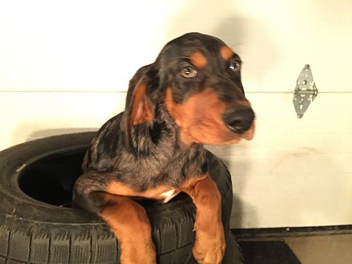 Richfield, WI - Australian Shepherd/Gordon Setter. Meet Thor a Pet for ...