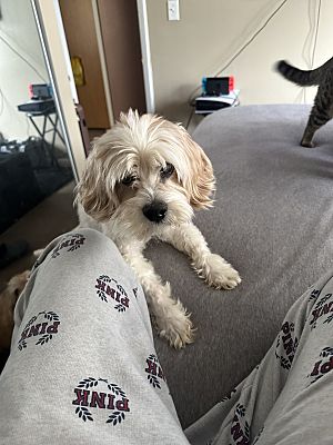 Lynwood, IL - Cockapoo. Meet Rocky a Pet for Adoption - AdoptaPet.com