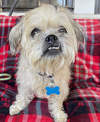 Memphis, TN - Shih Tzu/Pekingese. Meet Nicole Richey a Pet for Adoption ...