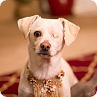 Pug Puppies - Pug Rescue and Adoption Near You