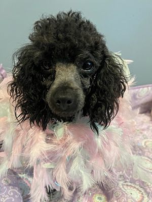 Milton, GA - Poodle (Toy or Tea Cup). Meet Amber a Pet for Adoption ...