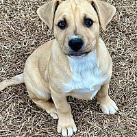 Adopt - Companion Pet Rescue